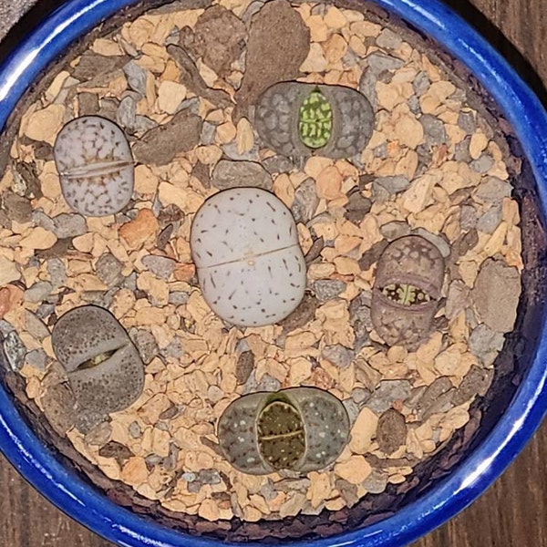 Plant -1- Lithops Julii C205 - Etsy