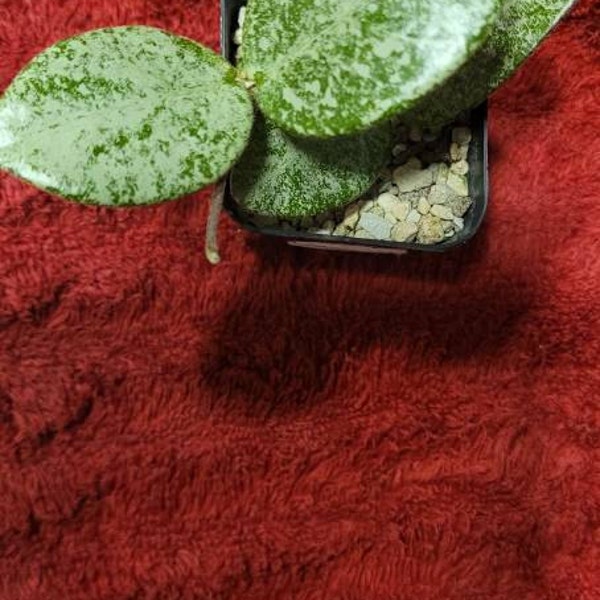 Hoya Lima splash 2-inch - Etsy