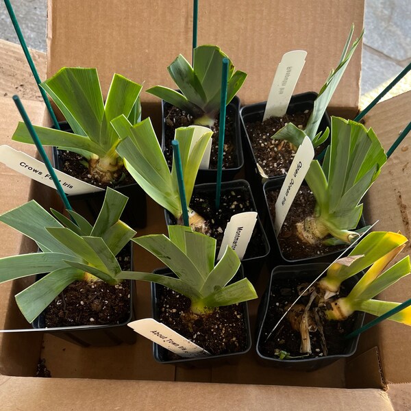 Open Ocean Iris Plant Quart Pot | Repeat Blooming Lilac Blue Flowers ...