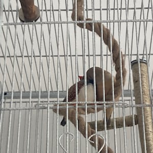 2 in 1 Perch Natural Wood Perch and Swinging Pine Dowel Perch With ...