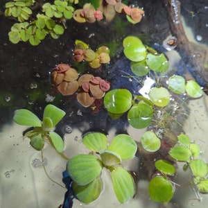 Combo 5 Dwarf Water Lettuce 5 Red Root Floaters Live | Etsy