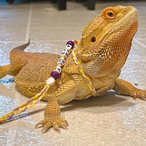 Bearded Dragons Harness/ Leash - Etsy