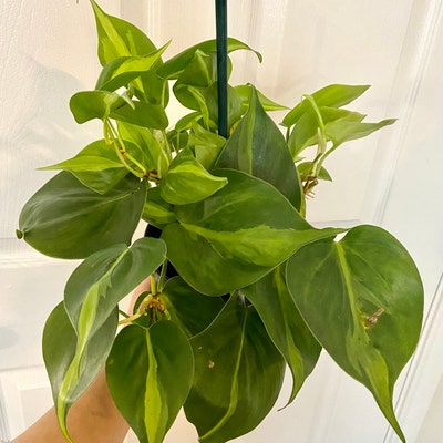 LIVE 6 Inch Pot Brazilian Philodendron Scandens Brazil, Trailing ...