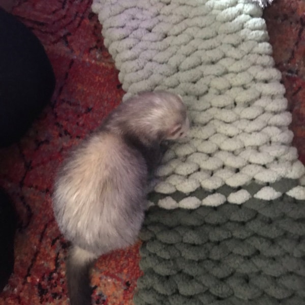 JUMBO TUNNEL, Hand Knitted Chunky Yarn Ferret Tunnel: Cozy Pet Play - Etsy