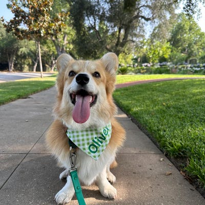 Batty Dog Bandana, Bats and Moons Dog Scarf, Snap on Halloween Dog ...