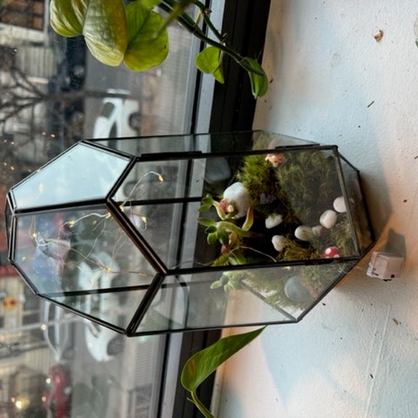 Large Terrarium Kit DIY / Live Moss / Tropical Plant, Bioactive ...