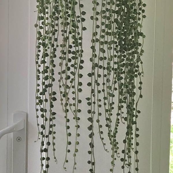 Trailing Jade Plant | 8 Inch | Purple Tip Jade Plant - Etsy