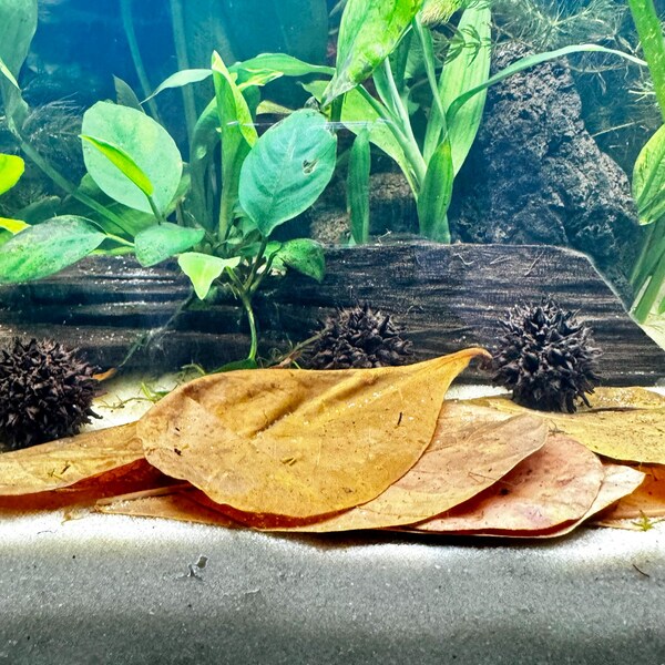 Bucephalandra Sp Silver Submerged Grown Aquarium, Terrarium, Paladarium ...