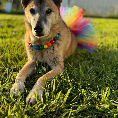 Flamingo Floaty Pool Party Beaded Dog Collar, Collar, Dog Collar, Dog ...