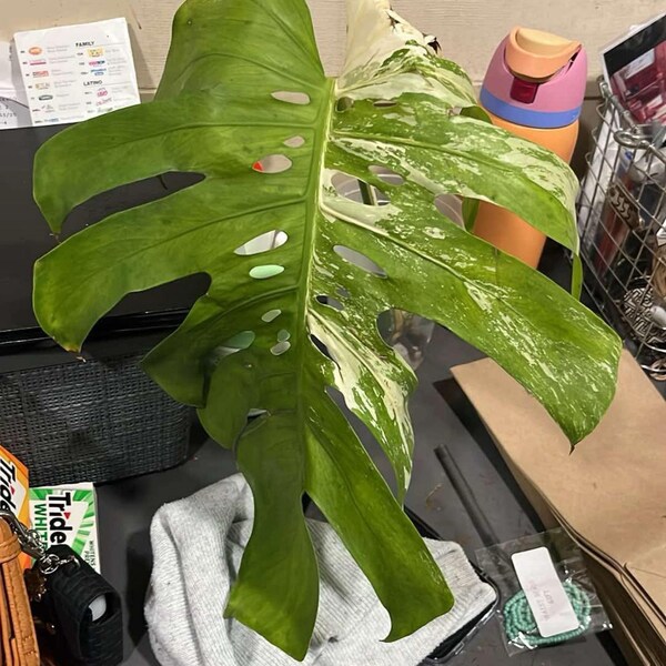 Pack of 3 for Cebu Blue, Marble Pothos and N'joy Pothos in a 4" Nursery ...