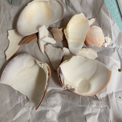 Nessastores Threaded Abalone Sea Shell One Side Polished Beach Craft 4 ...