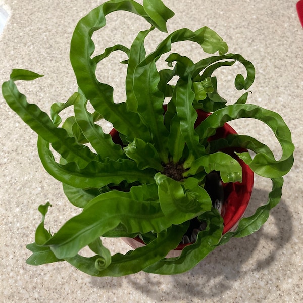 Hurricane Bird’s Nest Fern Asplenium Antiquum - Etsy