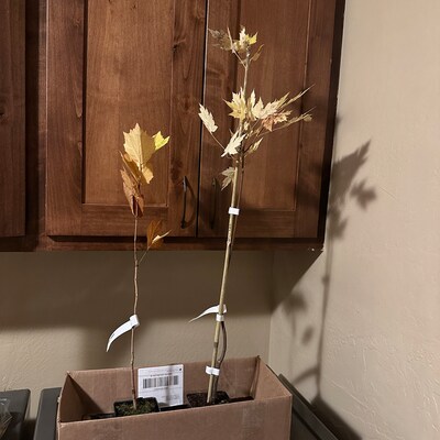 American Sycamore Qt. Pot platanus Occidentalis - Etsy