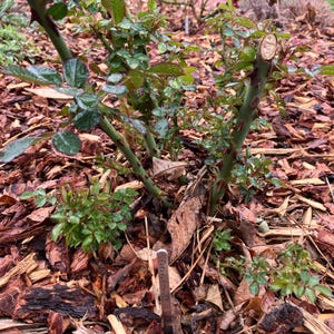 Just Like Grandma's Sewing Kit! Everything You Need to Sew in A Butter ...