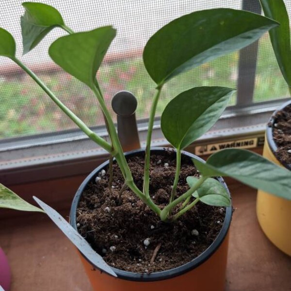 Philodendron 69686 Starter Plant (ALL STARTER PLANTS Require You to ...