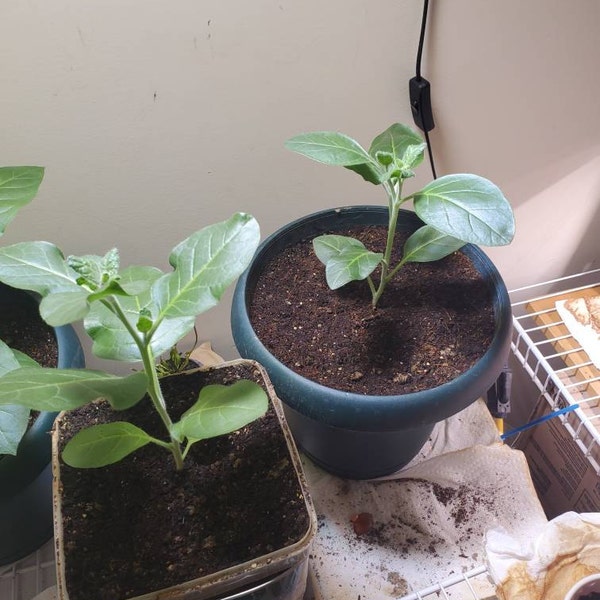 Mapacho - Aztec Ceremonial - Tobacco - Nicotiana Rustica - Makhorka ...