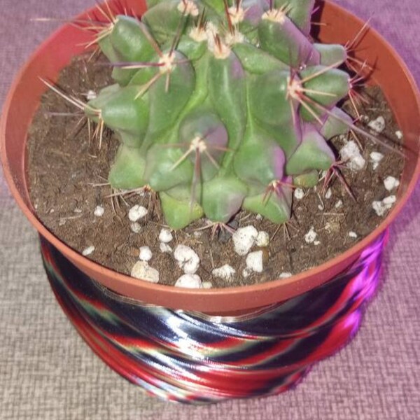 Large Eve's Needle Cactus Plant Cacti Succulent Plant Live Cactus Live ...