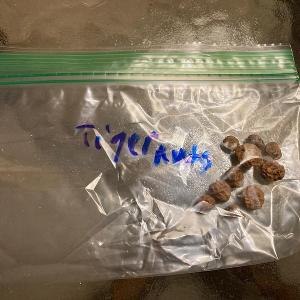 10 Tiger Nut Seeds (for Planting) - Etsy