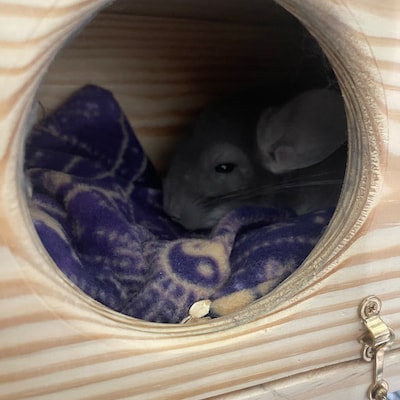 Kiln Dried Pine Chinchilla House//hideout//box With Hinges and Hanging ...