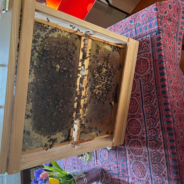 Observation Hive, 4-frame Nuc Apiary Bee Hive for Classroom, Urban ...