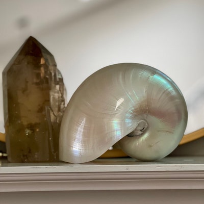 Imperfect Bulk Abalone Shells Bulk Abalone Shells Seashell Supply Beach ...