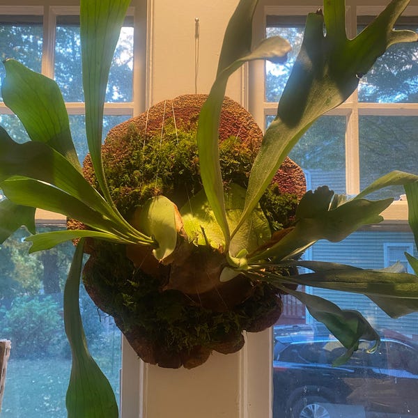 Set of 2 Finished Live Edge Round Wood Crosscut Centerpieces Red Cedar ...