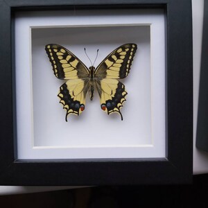 Cicada.tacua Speciosa Real Specimen - Etsy