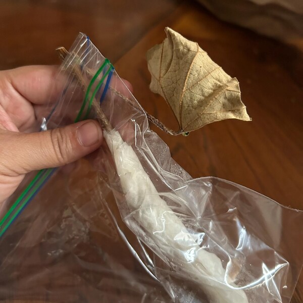 Golden Yellow Goji Berry Plants Wolf Berry Organic Superfood Yellow ...