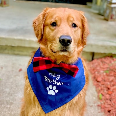 Medical EMS Dog Bandana Personalized Ambulance Paramedics - Etsy