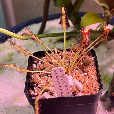 LIVE Carnivorous King Sundew drosera Regia Medium-sized - Etsy