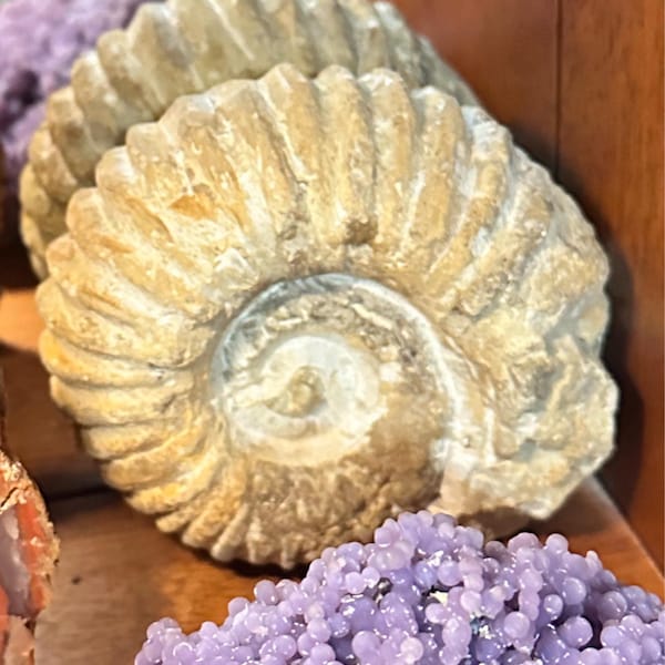 Flash Sale!!** LARGE (1) Raw Ammonite Fossil Cephalopod Perfect Gift ...
