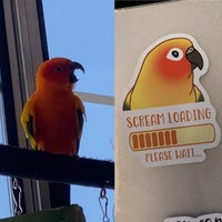 Wanderer Above the Sea of Fog With a Sun Conure Poster, Birb Merch ...