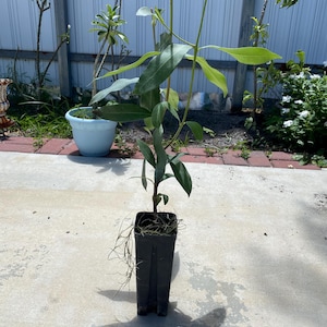 CALOTROPIS GIGANTEA Giant / Madar/ Milkweed Tree Plant Butterfly Garden ...