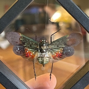 Penthicodes Farinosa Peleng, Real Lanternfly, Fulgoridae , Floating ...