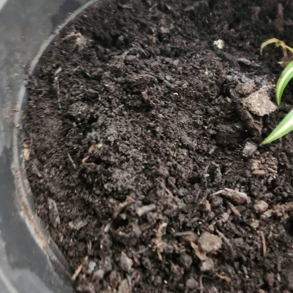 CHAYA Mayan Miracle Mexican Tree Spinach Organic Deeply Lobed Leaf ...