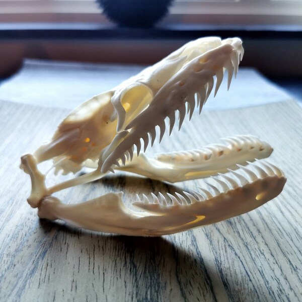 Real Snake Skeleton, Caduceus Snake Skull Taxidermy, Ouroboros Snake - Etsy