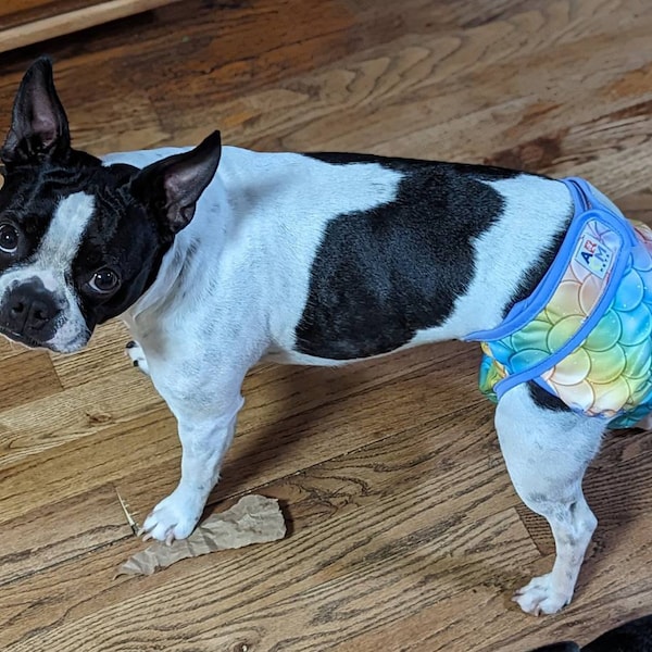 No Tail Hole Dog Diapers, Washable, Ultra Absorbent & Adjustable Waist ...