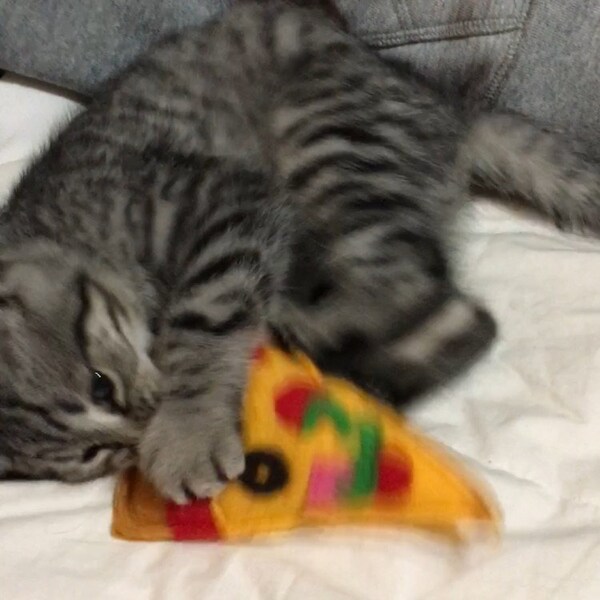 Cat Toys Catnip Pizza Catnip Toy for Cat Gift for Cat Lover Organic ...