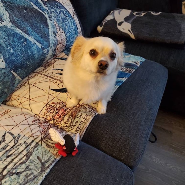 Ball Python Pastel Watercolor Snake A Plushie Stuffed Animal Friend ...