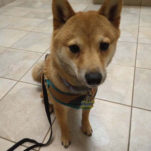 Personalized Pet Dog ID Tag With Name - Cartoon Show Inspired Dog Tag ...