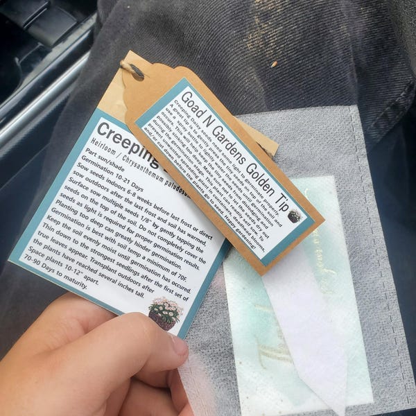 Firecracker Chili Pepper Seeds, Edible Ornamental Pepper, Heirloom Hot ...