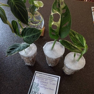 Philodendron Brandtianum Aff wild Form - Etsy