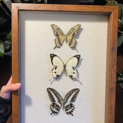 Papilio Dardanus White Black Flying Handkerchief Butterfly Africa - Etsy
