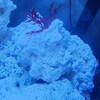Live Frag Purple Fauchea Macro Algae Marine Saltwater Plant Reef ...