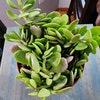 Weeping Jade, Trailing Jade, Variegated Succulent, Home Decor Plant ...