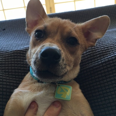 Cupid Cupcake Toppers School Valentines Day Cup Cakes Bachelorette ...