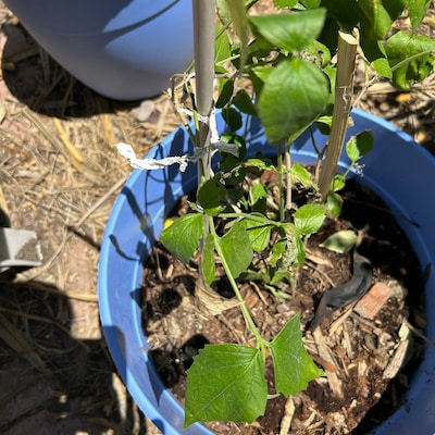 33 Bilva Patra LEAVES Aegle Marmelos Bael Bel Patra Bhagavan - Etsy