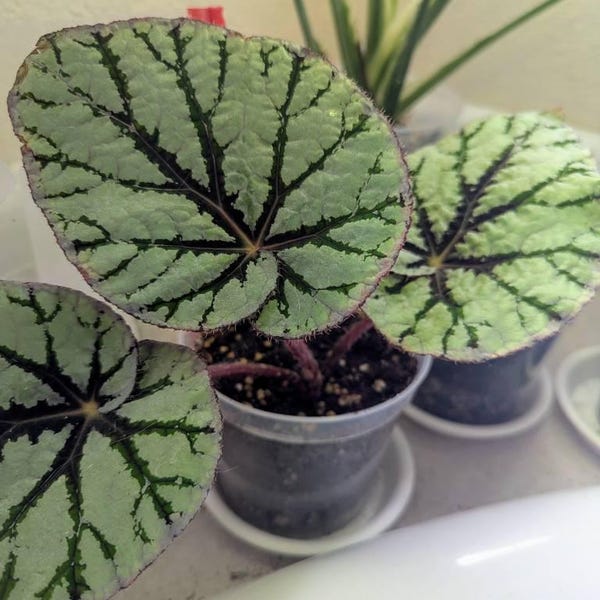 RARE Rex Begonia Blue Flashing ‘tiger Kitten’ Live House Plant Potted 4 ...