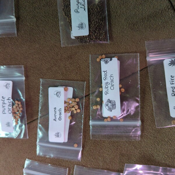 USA SELLER Ruby Gold Orach Summer Spinach 25 Seeds HEIRLOOM (atriplex ...