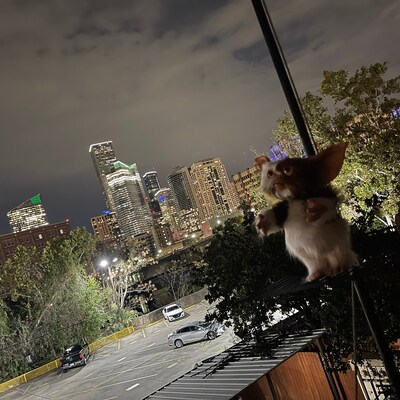 Gremlins 1:1 Lifesize Mogwai Puppet Prop Display Collectible Custom ...